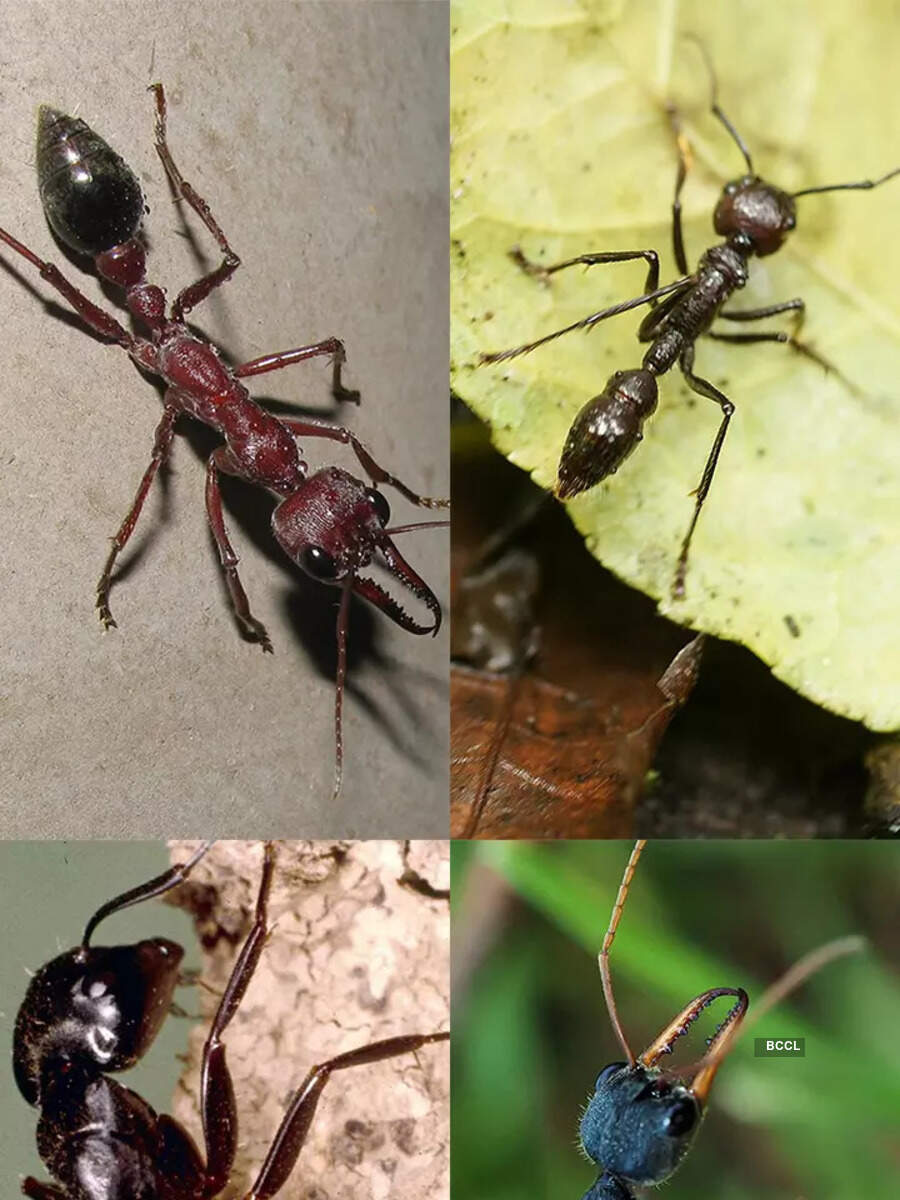 Types of ants and their potential dangers | Times of India