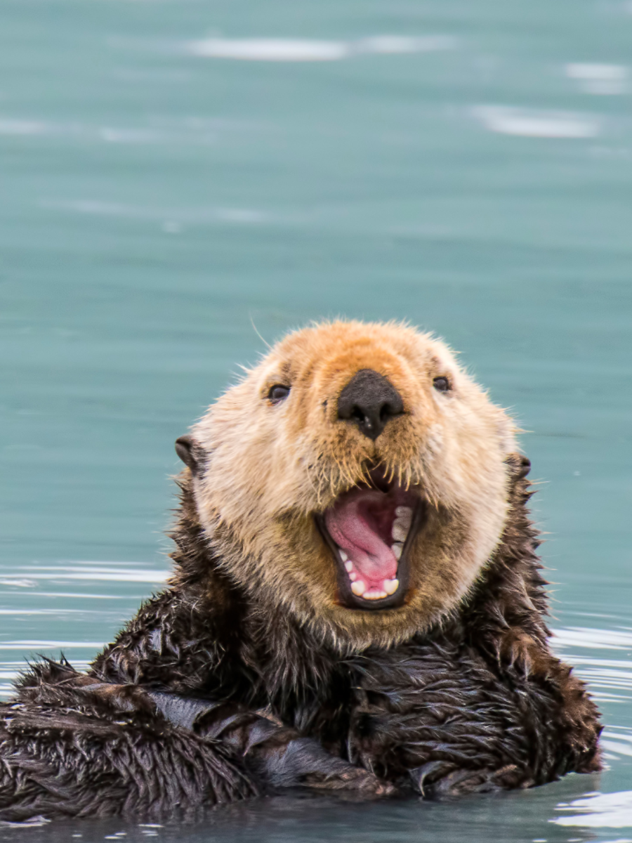 10 Most Intelligent Marine Animals: Dolphins, Octopuses, Whales, Manta ...