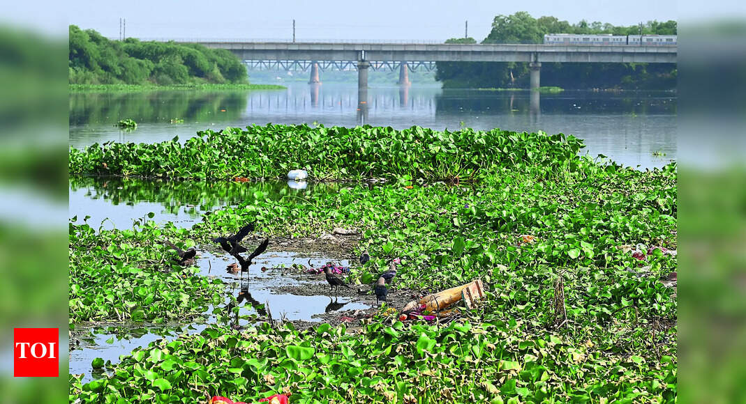 Yamuna Panel: Yamuna Panel Failures Lead to Deterioration of River ...