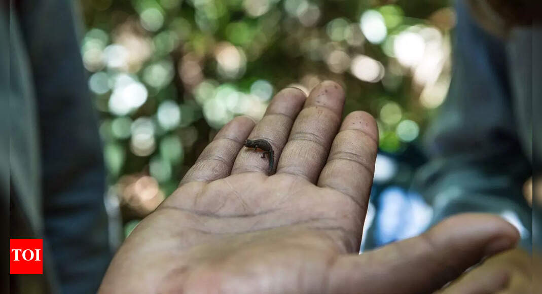 Discover the smallest animals in the world | World News - Times of India