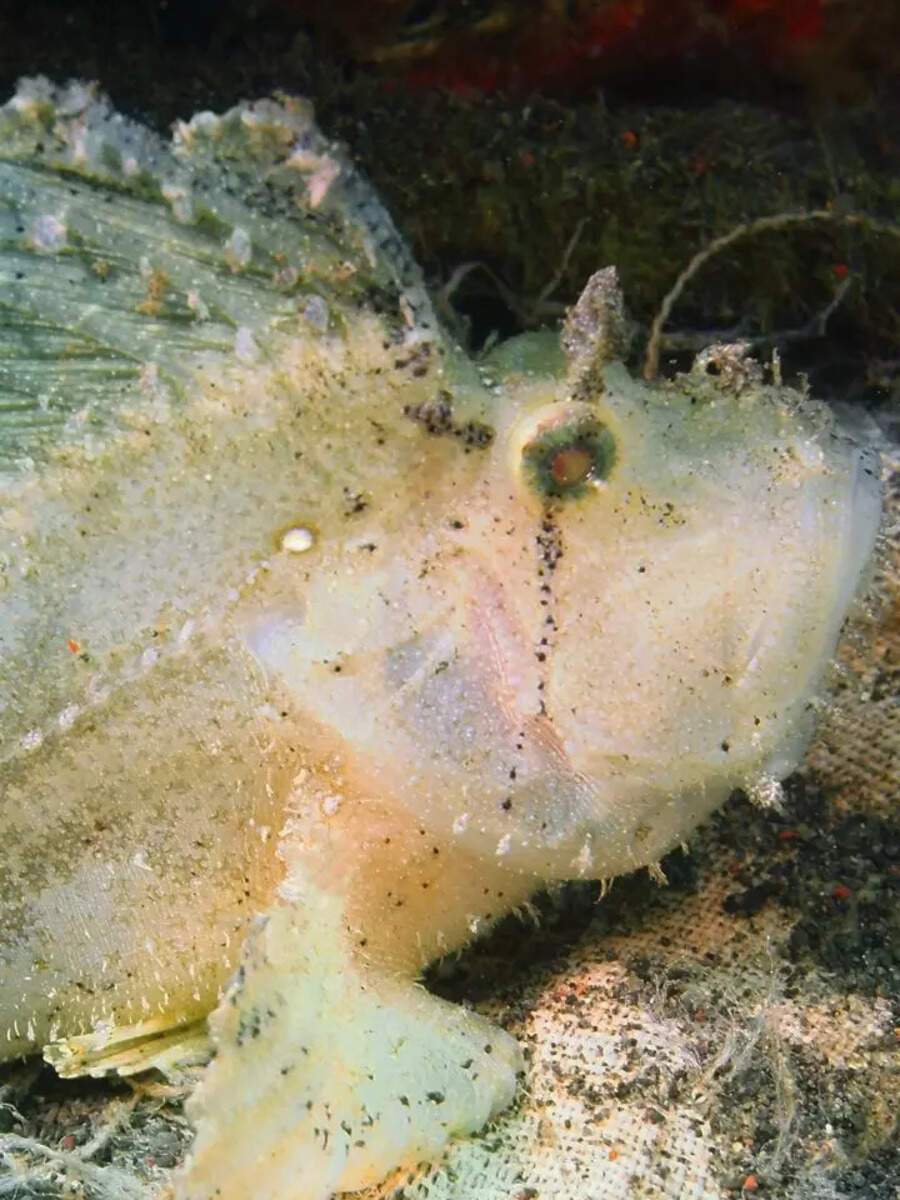 9 strange animals that live in the deep sea | Times of India