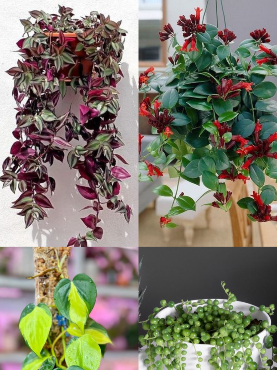10 Beautiful Hanging Plants For Beginners | Times Now