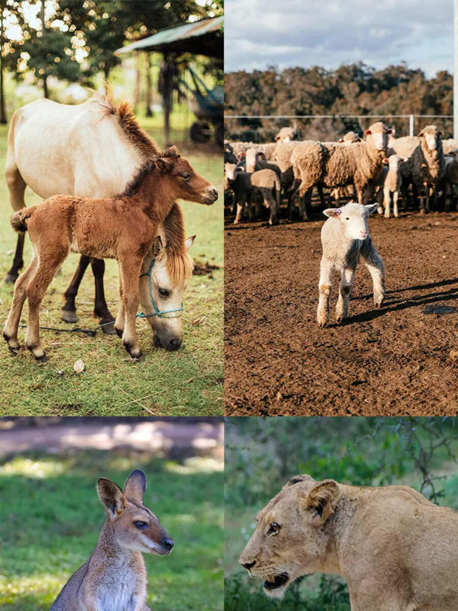 10 cutest photos of animals with their babies | Times of India