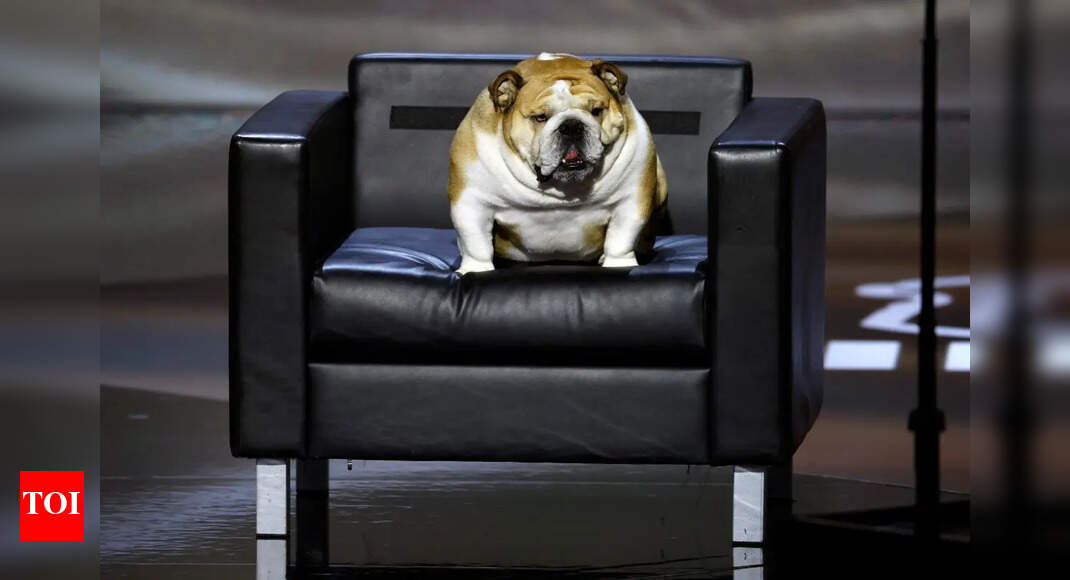 Meet Babydog, the star of the Republican National Convention and a ...