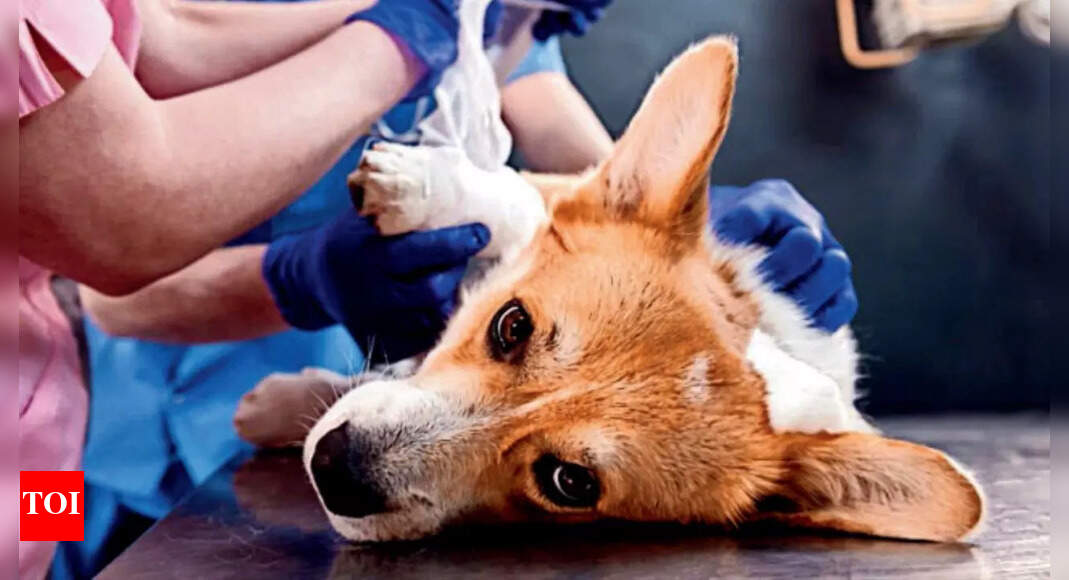 Efforts fall short: Hyderabad logs 30k dog bite cases each year ...