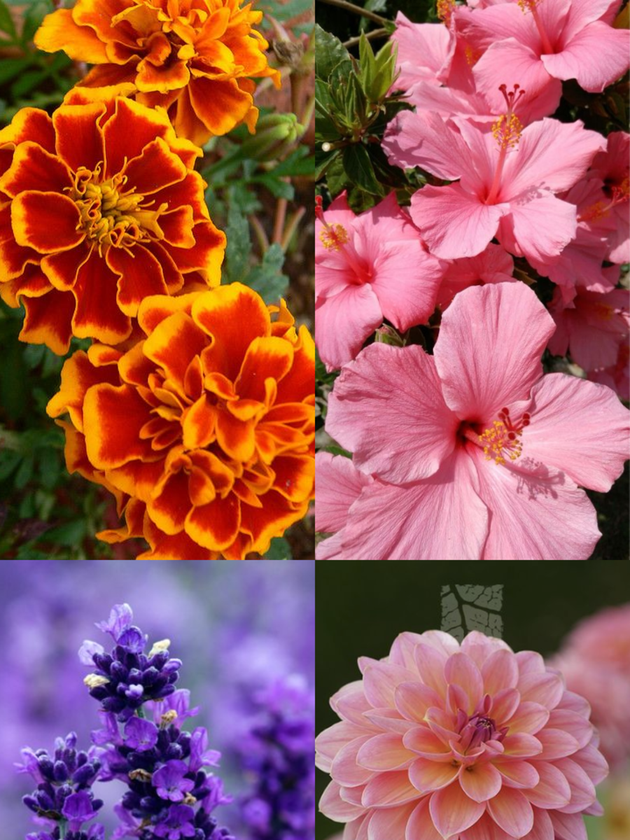 10 Flowering Plants To Brighten Your Garden | Times Now