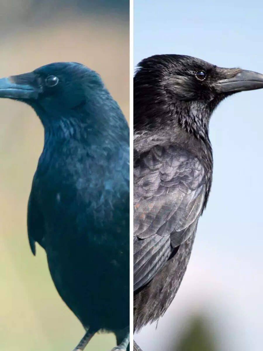 8 animals that are confused with their similar-looking counterparts ...
