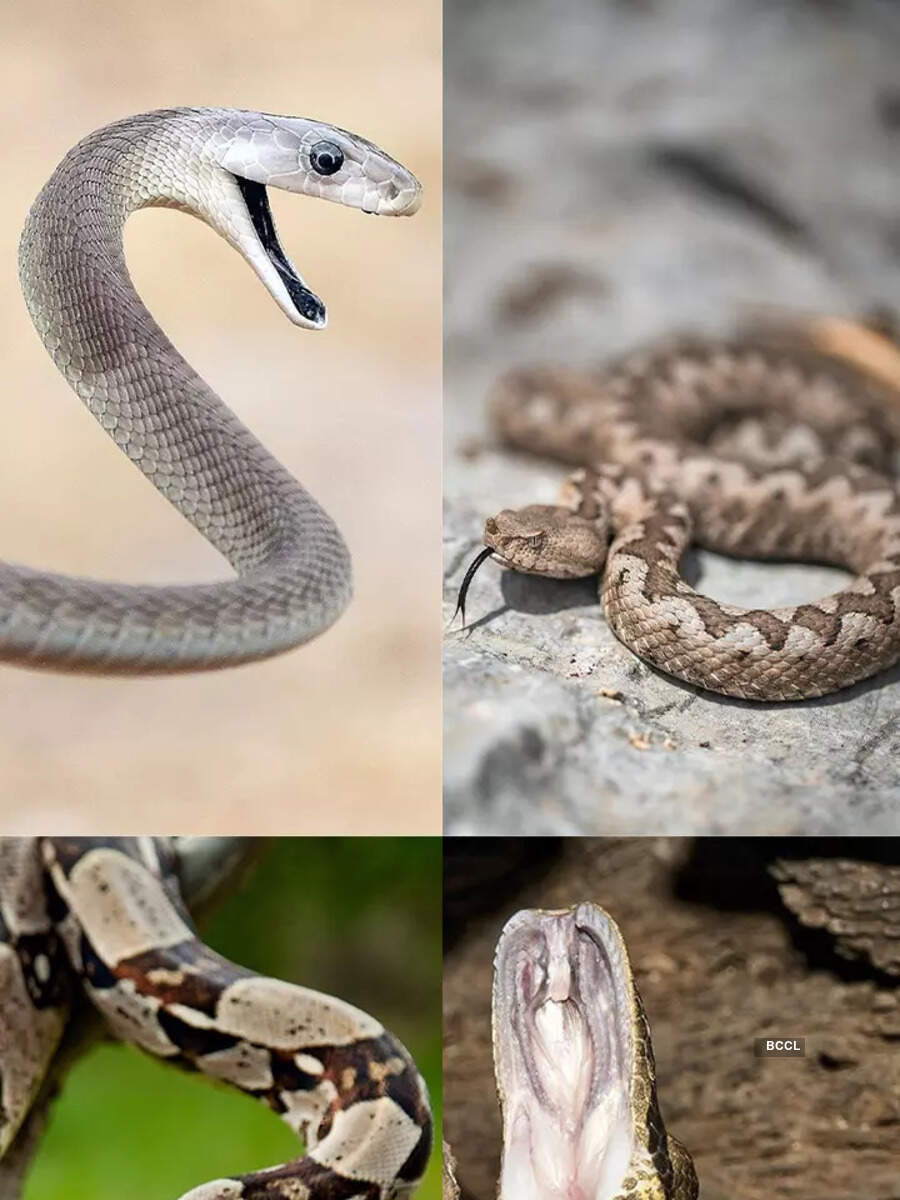 Discover world's largest snake species | Times of India