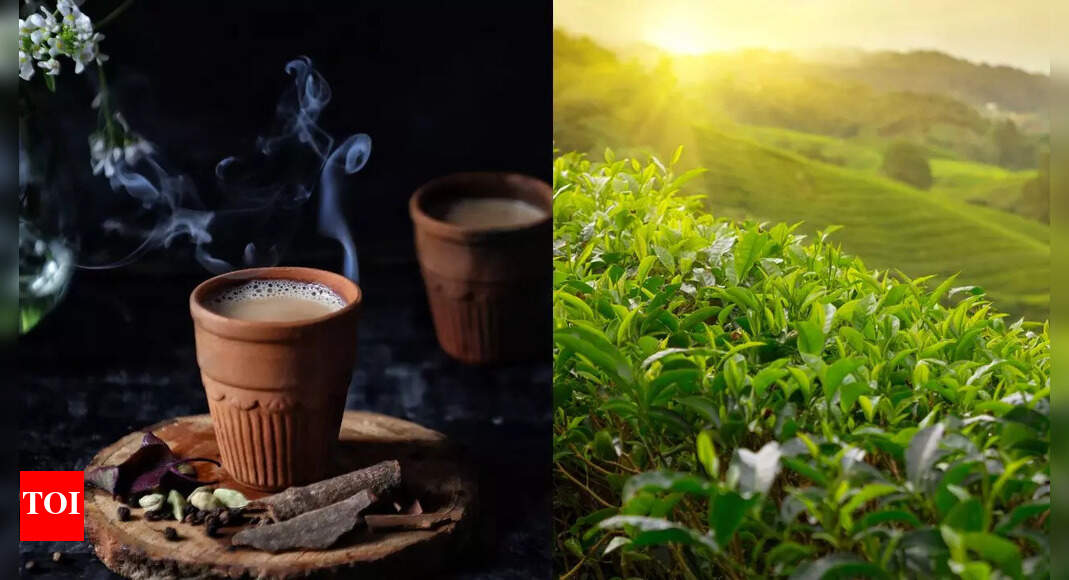 Can your tea have pesticides? How to know and stay safe | - Times of India