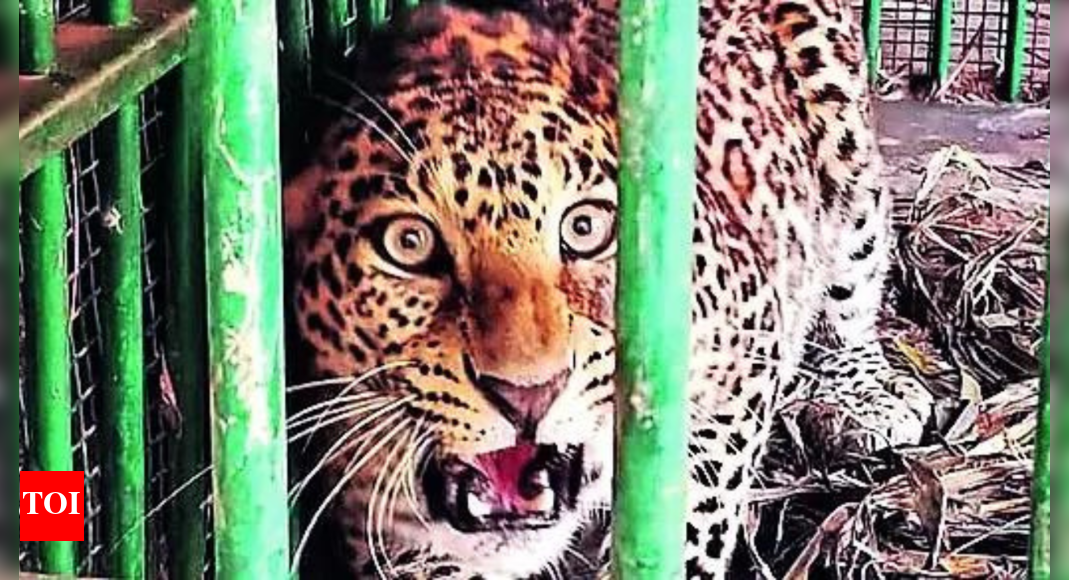 Leopard Attack: 17-year-old mauled by leopard in Uttarakhand's Tehri | Dehradun News - The Times ...