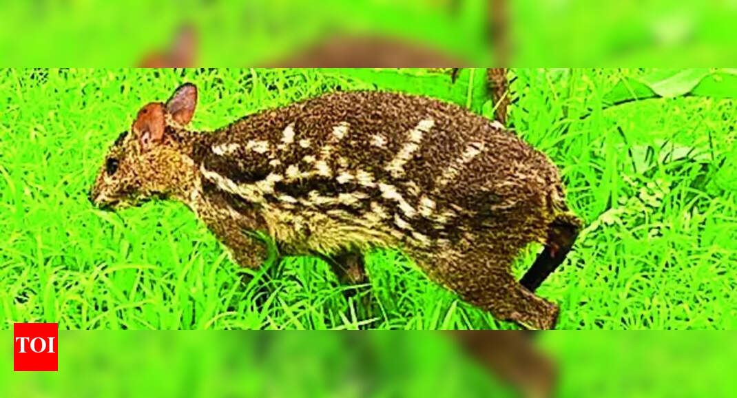 Mouse-Deer: Injured mouse-deer rescued from Chirle village by Uran ...