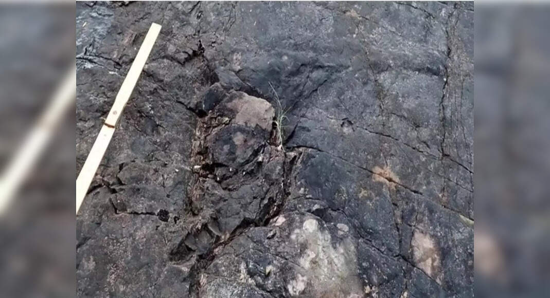 World’s oldest fossil forest discovered in England | TimesTravel