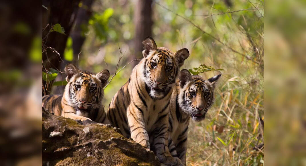 Exploring India’s tiger reserves: A state-wise guide | TimesTravel