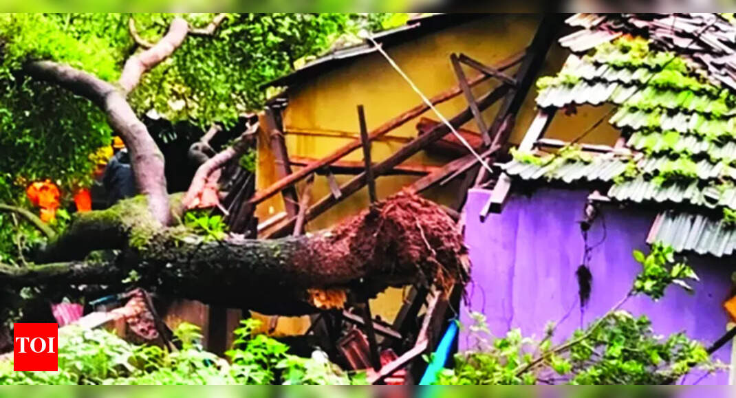 Tree collapses on a house at Vasco due to heavy rain | Goa News - Times ...