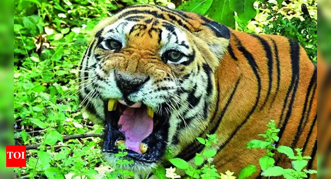 Tiger Poaching: 2 arrested for poaching tiger near Ratapani | Bhopal ...