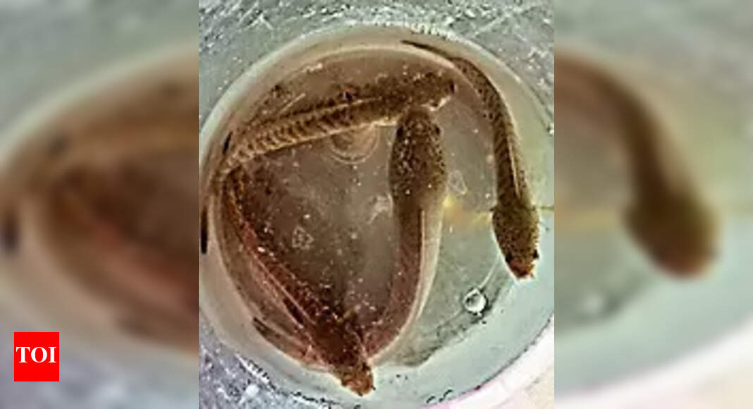 Snakehead Fish: Man caught smuggling rare snakehead fish | Guwahati ...