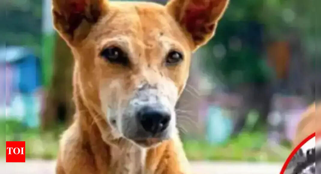 Karnataka man ties dog to scooter, drags it for 6km | Bengaluru News ...
