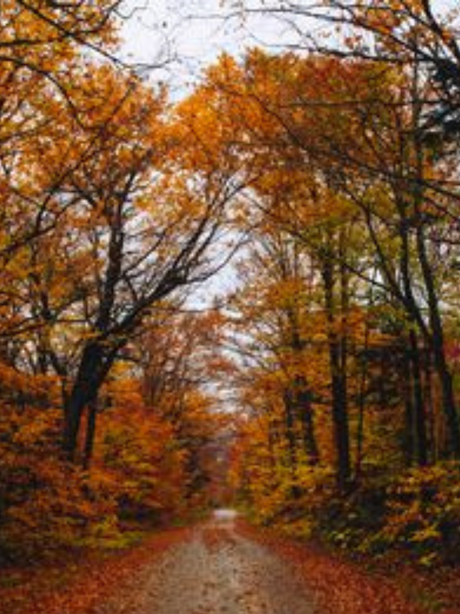 Zodiac Signs As Fall Aesthetics | Times Now