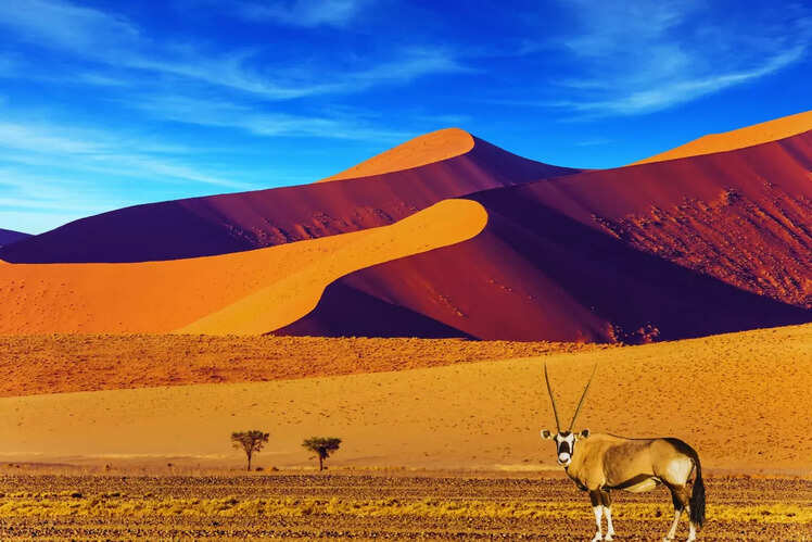 Deserts around the world that are a haven for wildlife enthusiasts ...