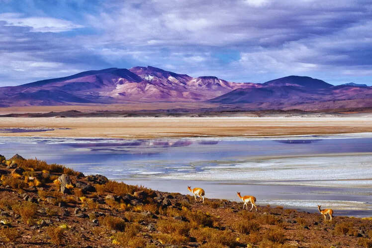 Deserts around the world that are a haven for wildlife enthusiasts ...
