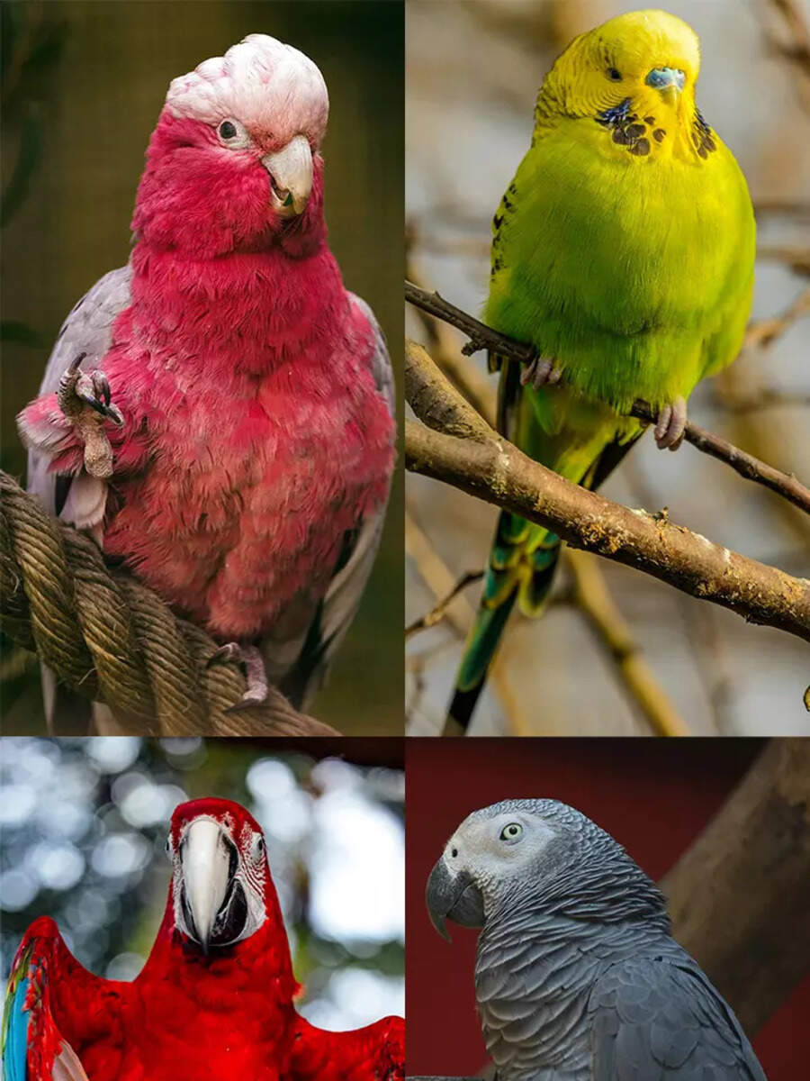 10 birds in the beautiful parrot family | Times of India