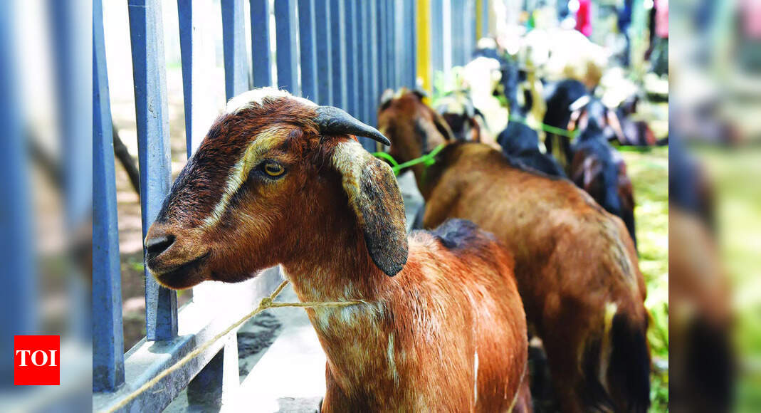 ICAR proposes to add goat farming to Kulaghar system | Goa News - The ...