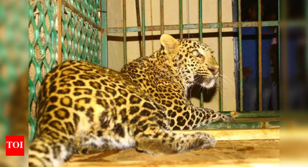 Since 2022, 52 leopard sightings reported in state | Goa News - Times ...