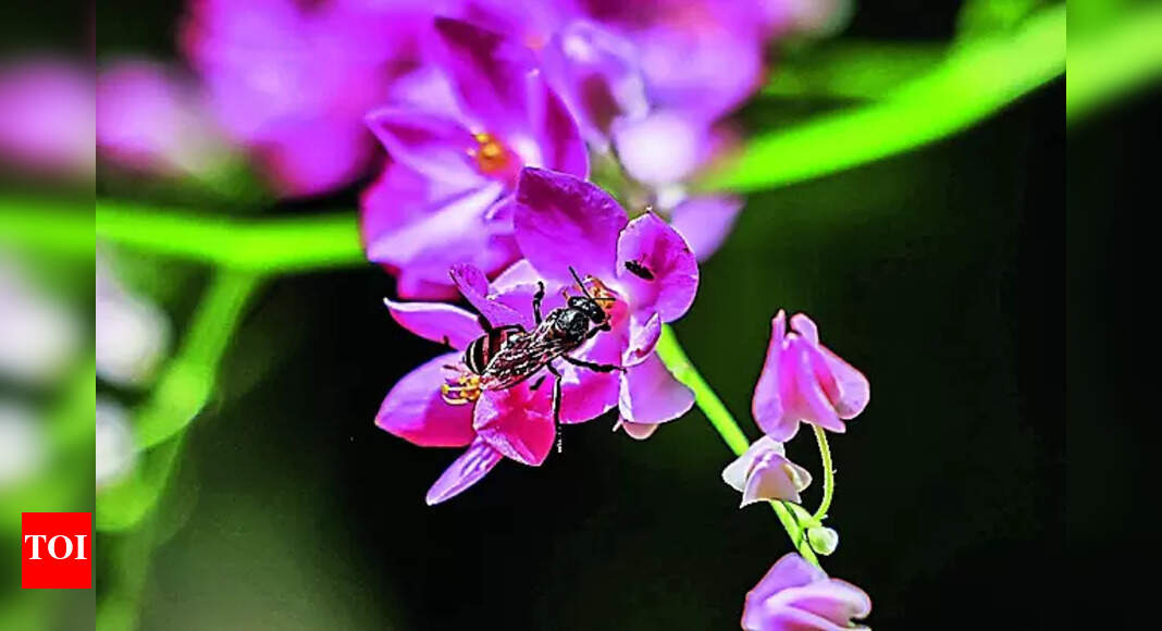Pesticides and Climate Change Threatening Bee Populations | Dehradun ...