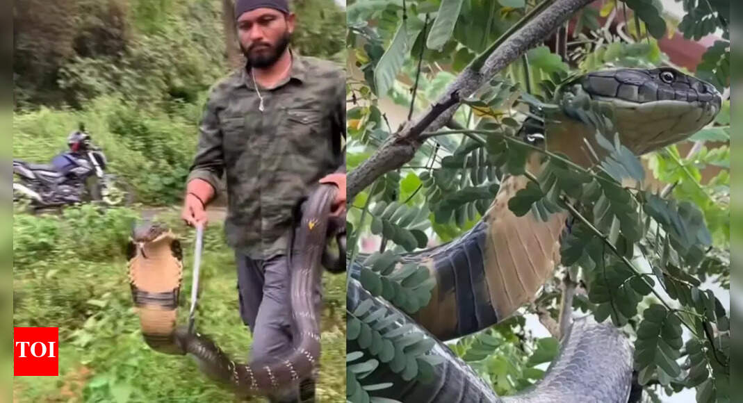 Watch: 12-foot king cobra slithers into garden in Karnataka, rescued ...