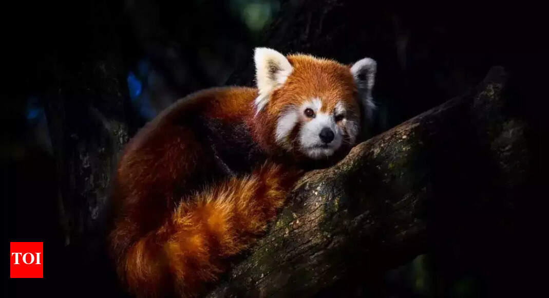 Explore the world’s endangered species | World News - Times of India