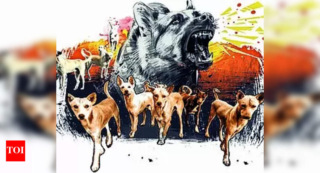 Stray Dogs Menace: Nagpur High Court orders NMC to submit report on ...