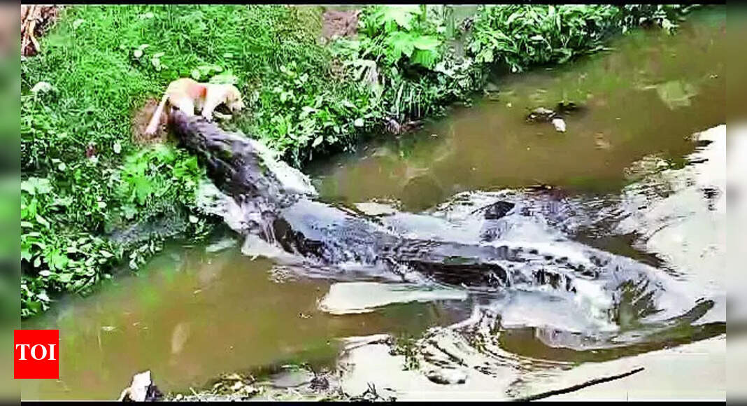 Crocodile: Giant Crocodile Hunts Dog on Vishwamitri River Bank | Vadodara News - Times of India