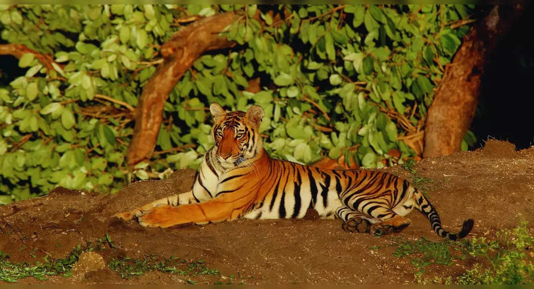Karnataka: Best wildlife experiences for the adventurous travellers ...