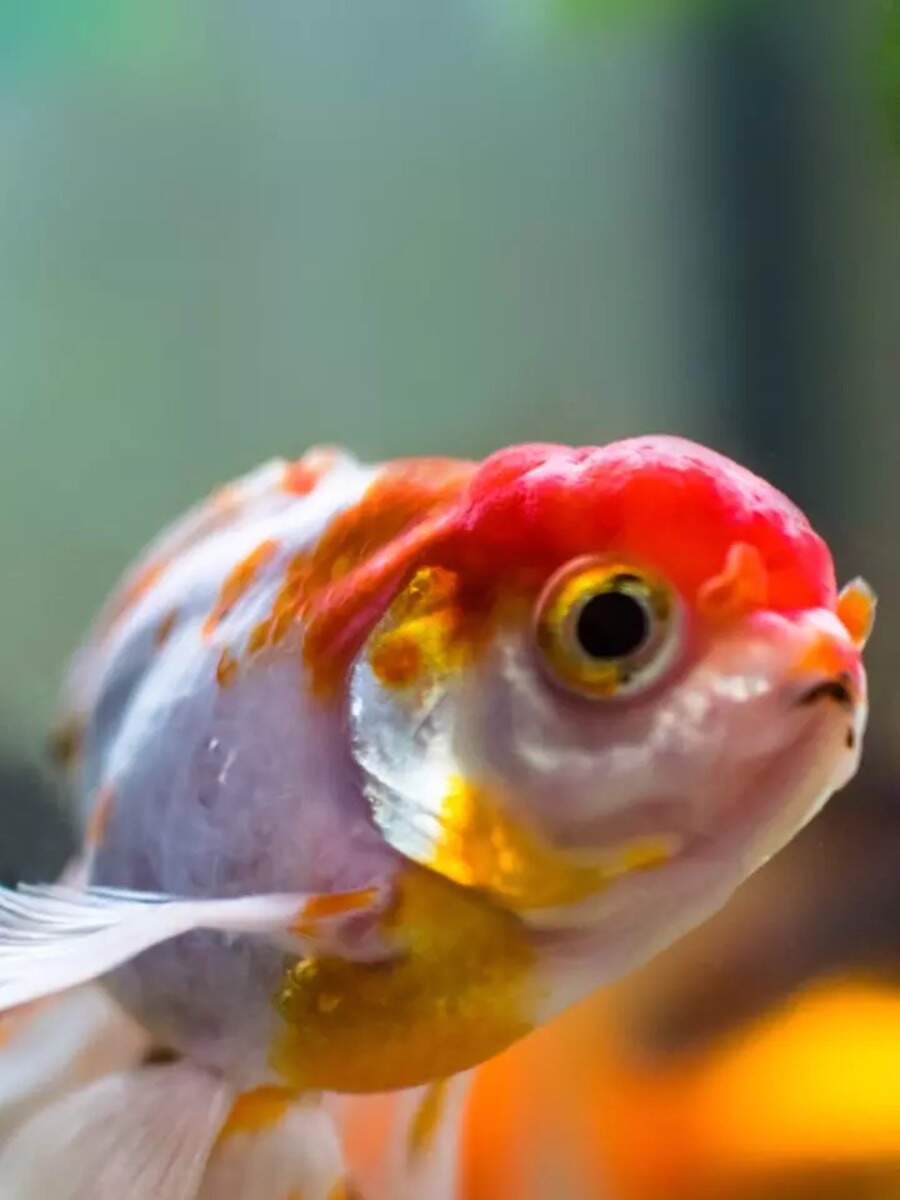 THIS is why your fish is dying in home aquarium | Times of India