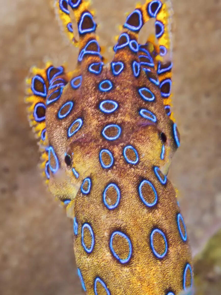 8 most poisonous creatures found in the sea | Times of India