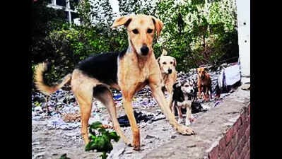 Stray Dog Menace: Mohali MC penalised for stray dog menace | Chandigarh ...