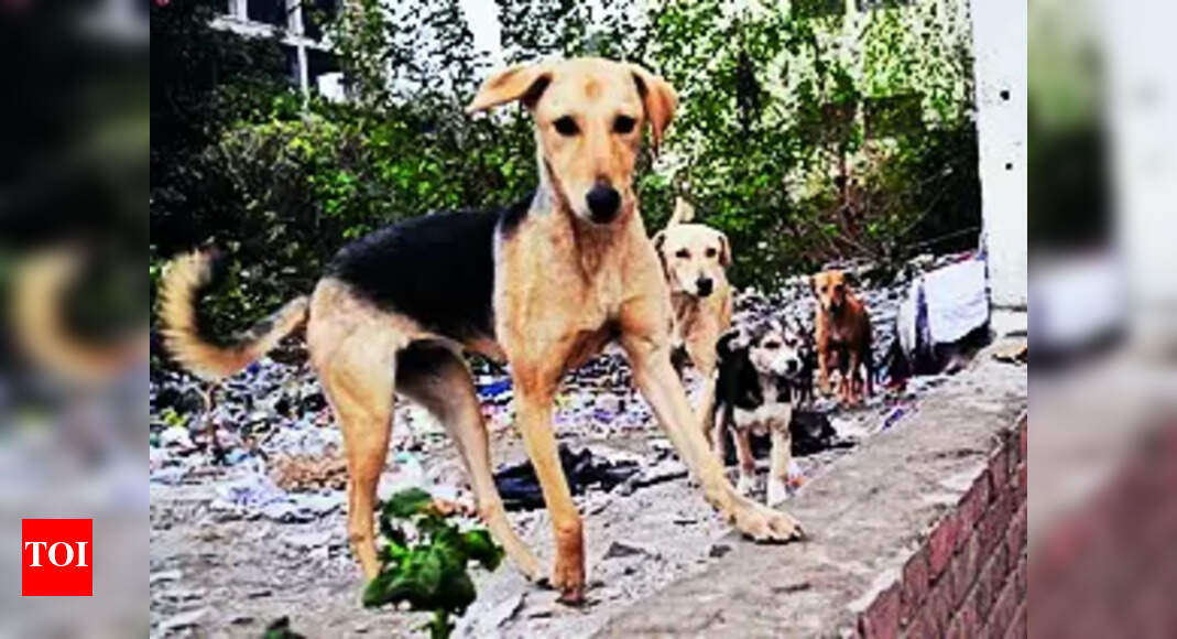 Stray Dog Menace: Mohali MC penalised for stray dog menace | Chandigarh ...