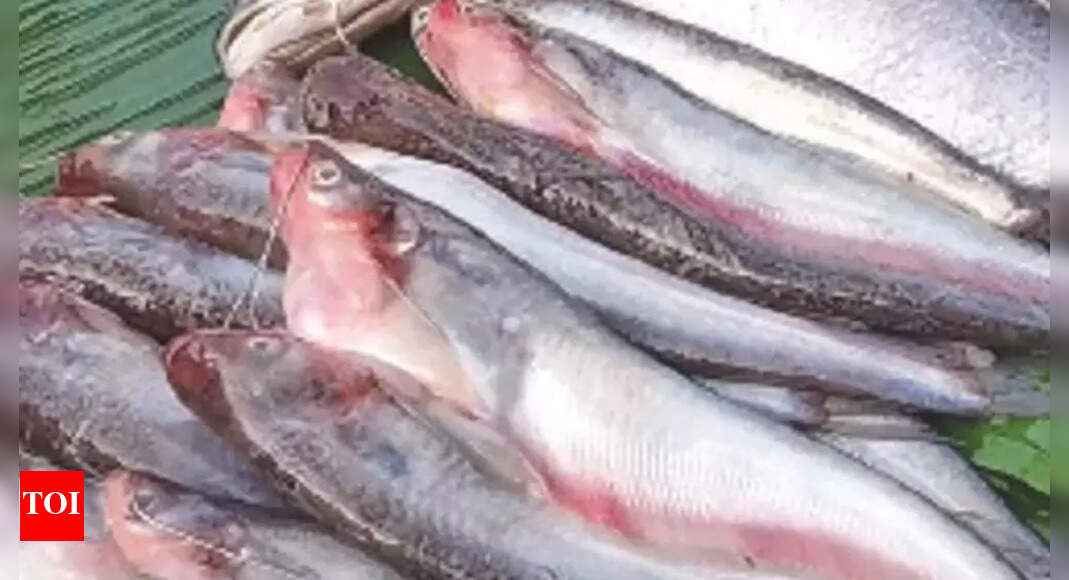 Fish Prices: Bangladesh civil unrest impacts fish prices in Kolkata ...