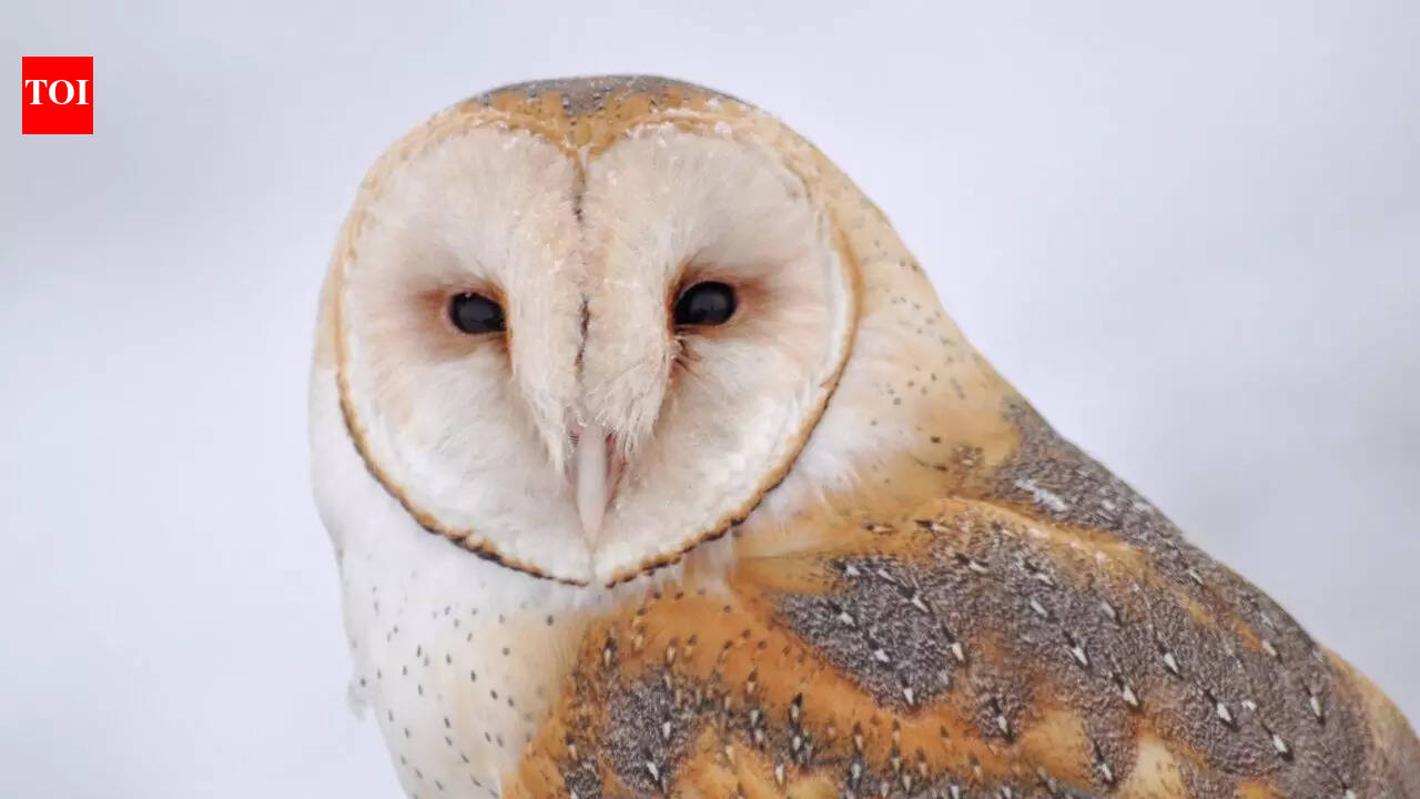 Owl species and their characteristics: From tiny screech-owls to ...