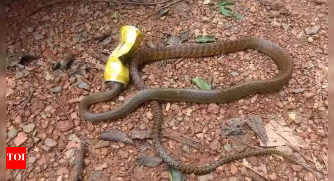 Discover 8 amazing facts about rat snakes | - The Times of India