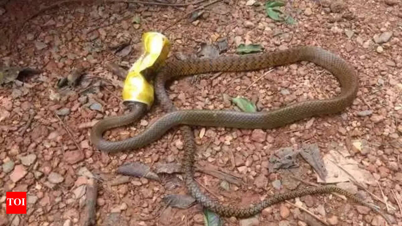 Garden Snake In Sri Lanka Flying Snake Animal Facts Chrysopelea