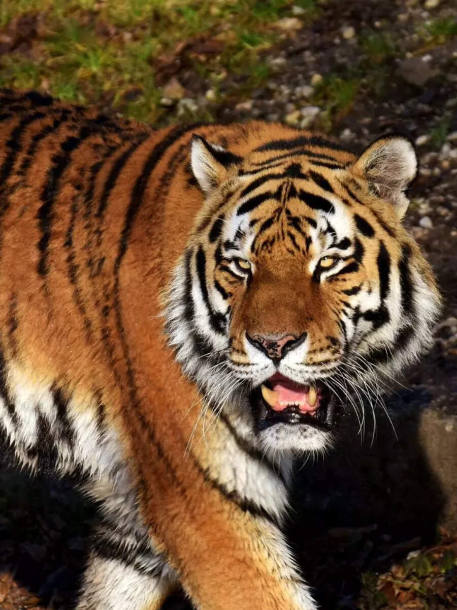 International Tiger Day 2024: 10 Famous Tigers Of Ranthambore National ...