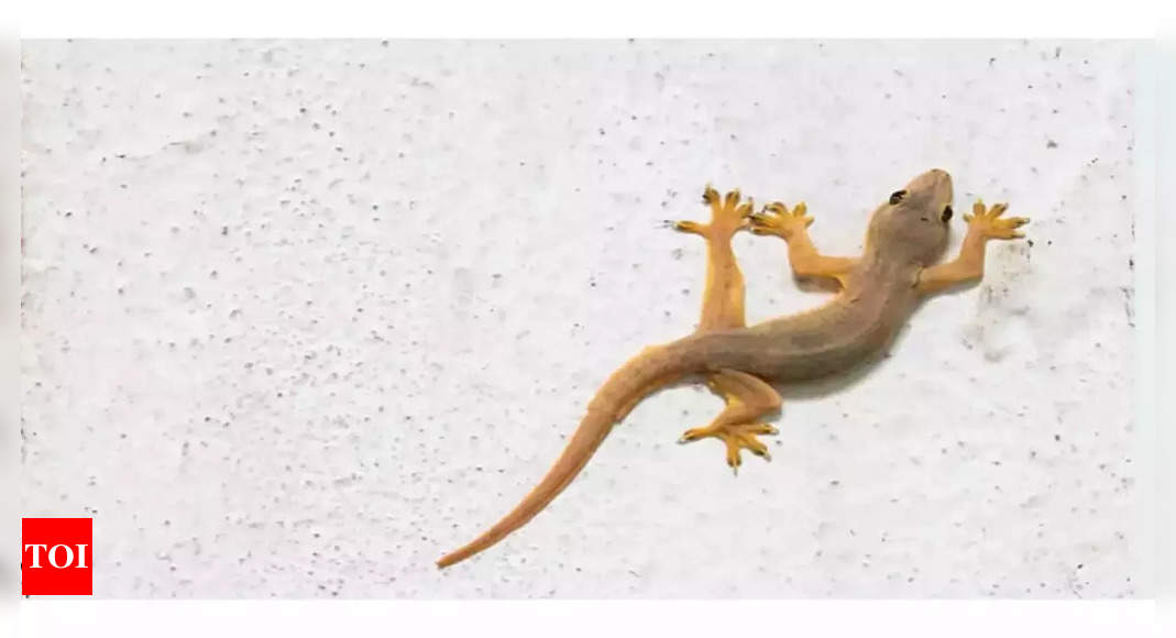 Are home lizards poisonous? Here's what to do if they bite you | - The ...