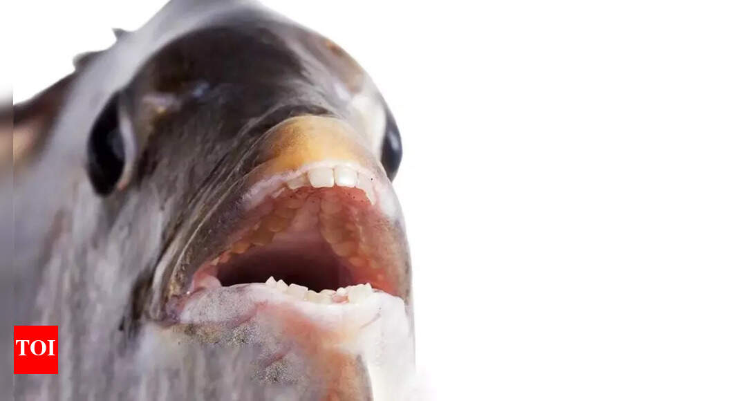 Sheepshead Fish: All you need to know about the fish with human teeth ...
