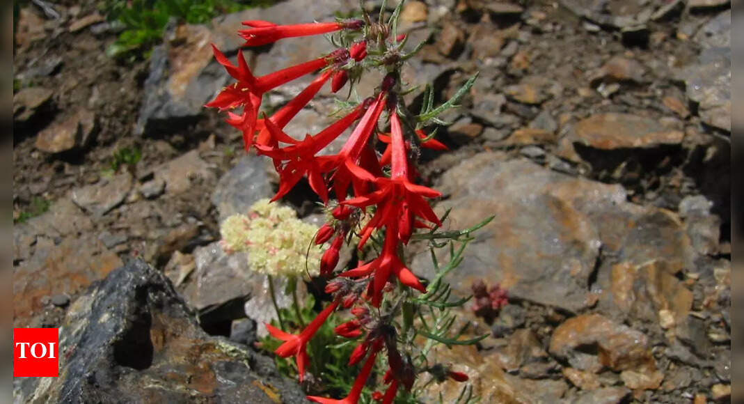 List of flowers that do not have any fragrance | - Times of India