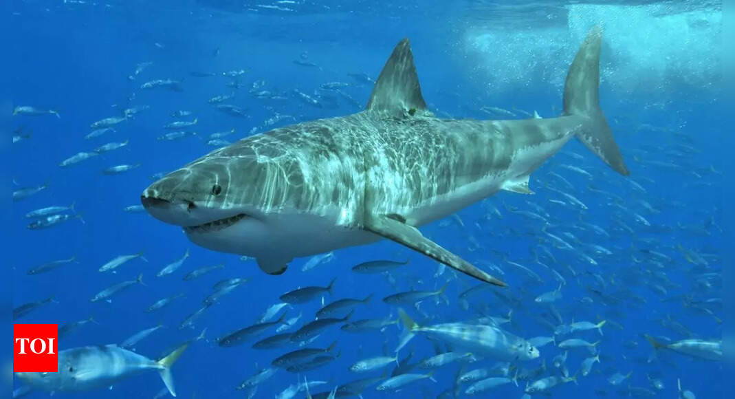 Most dangerous and deadliest shark species | - Times of India