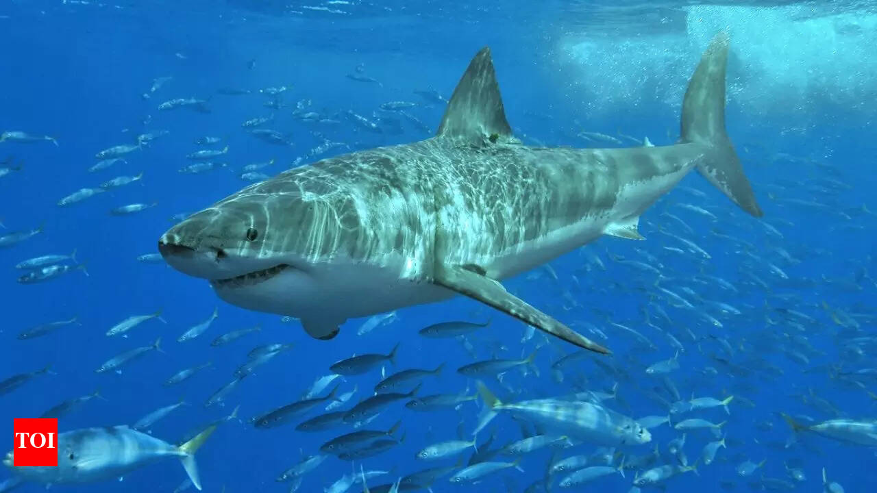 Deadliest Shark In The World Top 10 Scariest Shark Species | Articles