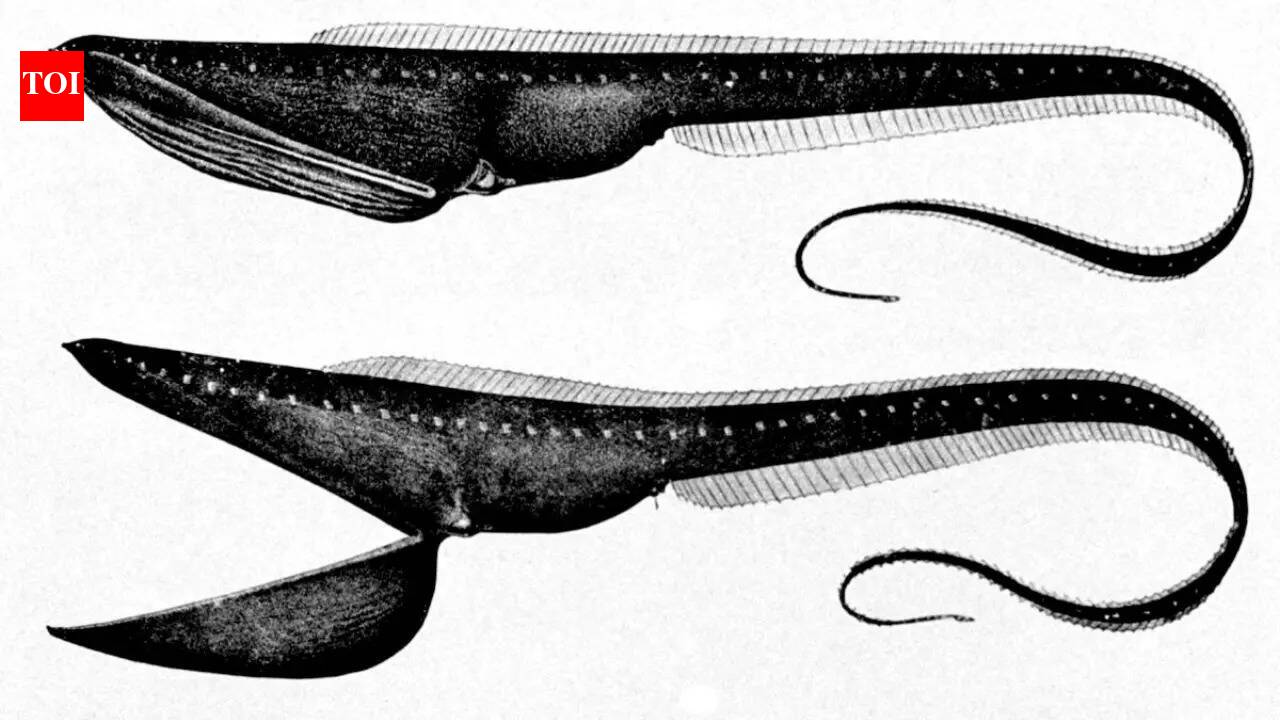 10 unusual deep sea creatures that seem almost unreal