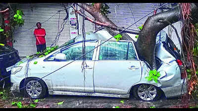 Vehicle Damage: Damage to Parked Vehicles Due to Toppling Branches and ...