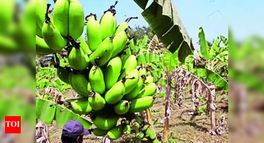 Nanjangud Rasabale: Revival of Nanjangud Rasabale Cultivation | Mysuru ...